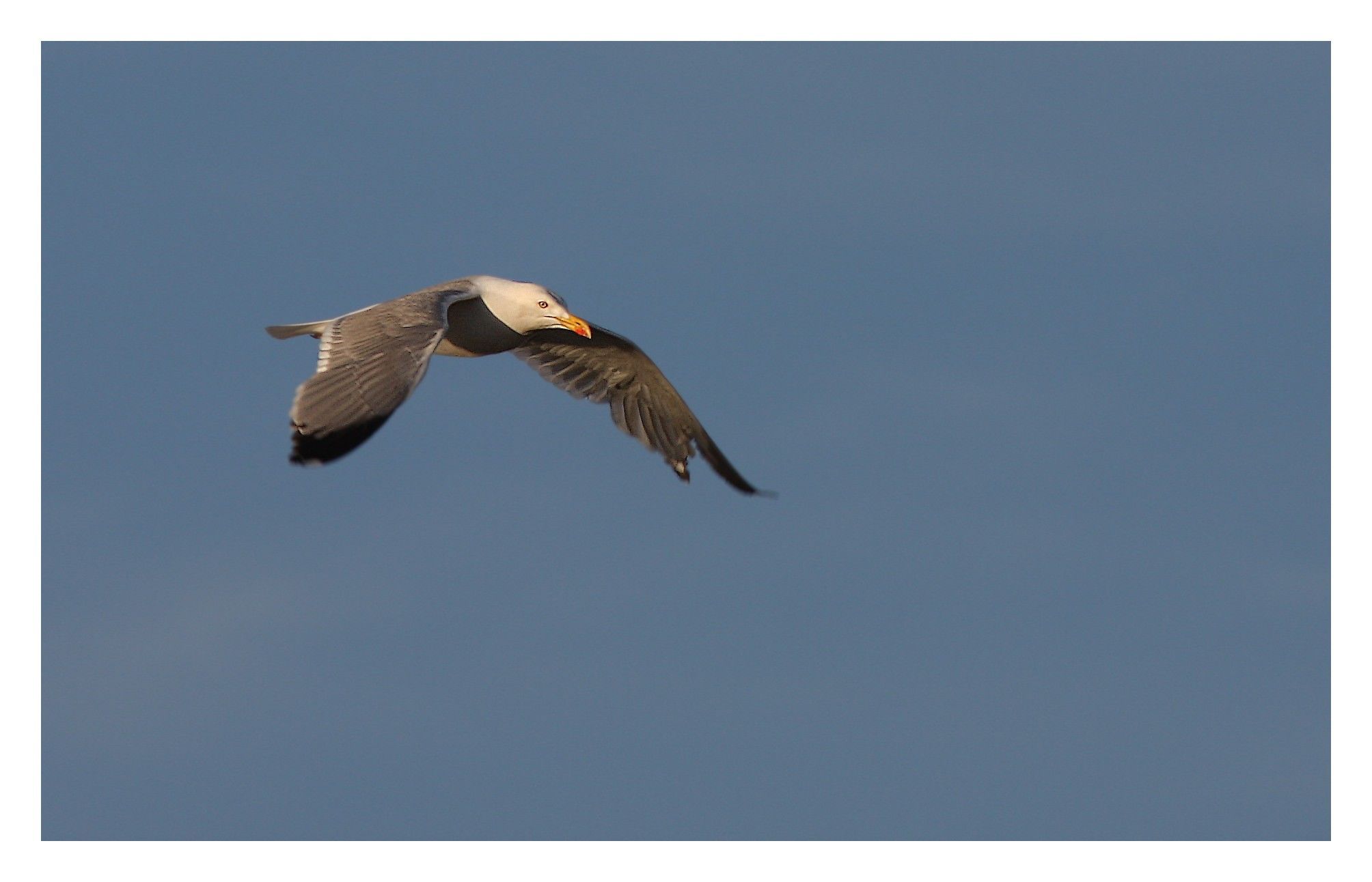 Etre « Gabian » sans le savoir